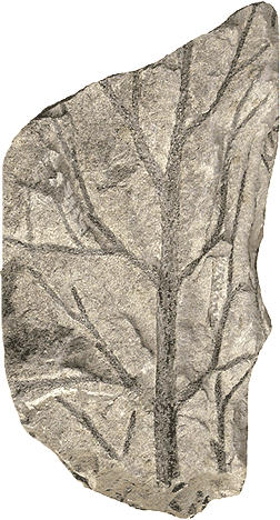 Lepidodendron branches